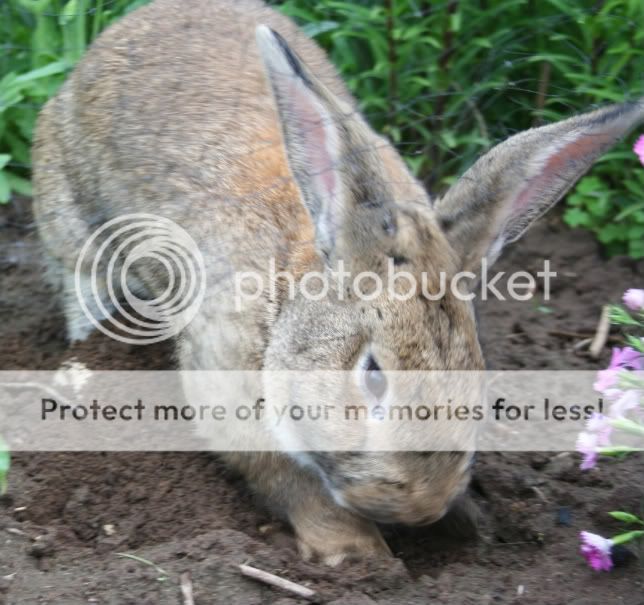 Flemish Giant is one of the largest breed of rabbits. Here is one, with ...