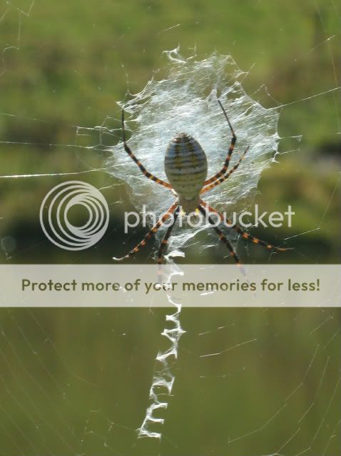 any spider experts around? - Discussion Forums - Banjo Hangout