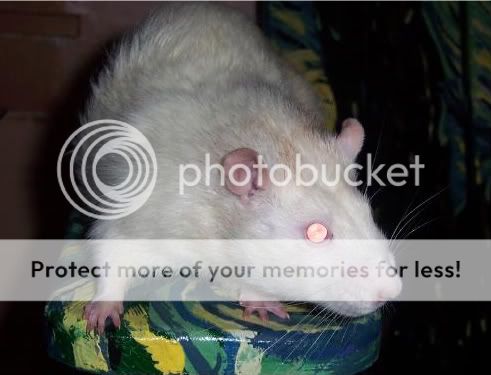 pink eyes vs. ruby eyes | Rat Forum