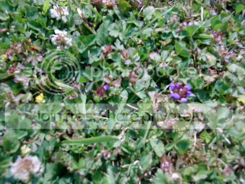 Flower infestation! | Reptile Forums