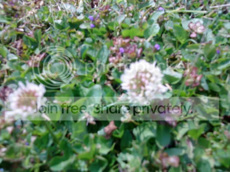 Flower infestation! | Reptile Forums