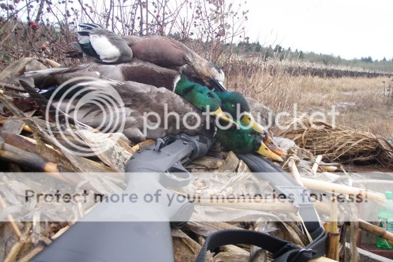 M2 vs. SBE2 | Duck Hunting Forum