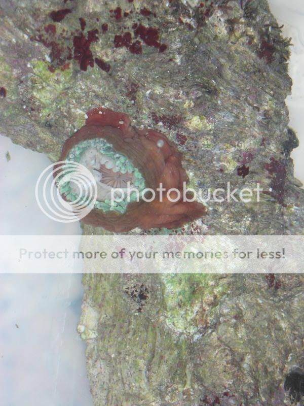 dead anemone ??? pics included... - Reef Central Online Community