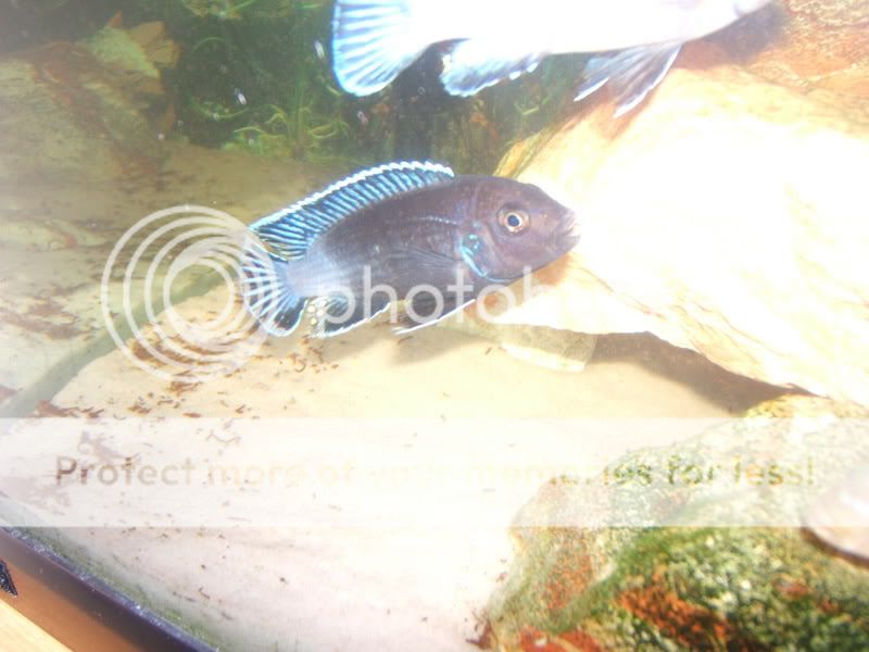 Melanochromis - JungleKey.fr Image #100
