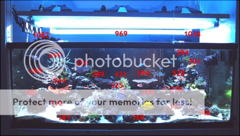 What PAR readings to you keep your SPS in? - Reef Central Online Community