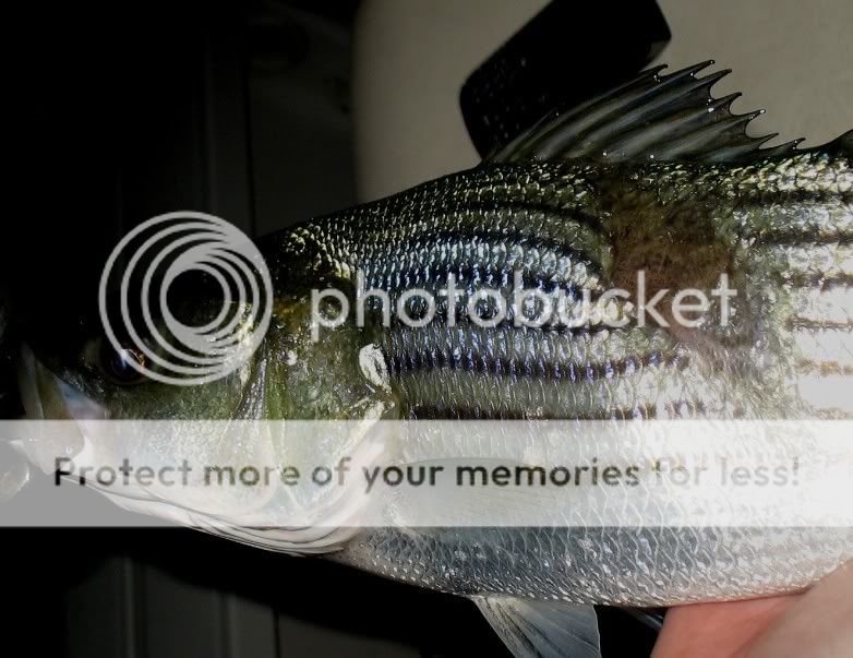 More Fish With Red Sores. | BASS BARN