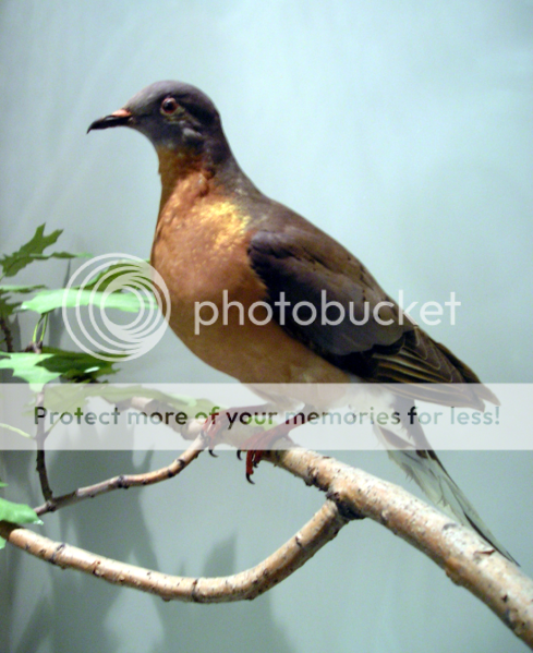 Passenger Pigeon